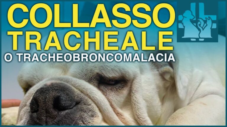 Collasso della trachea nel cane: cause e trattamenti | Actualizado ...